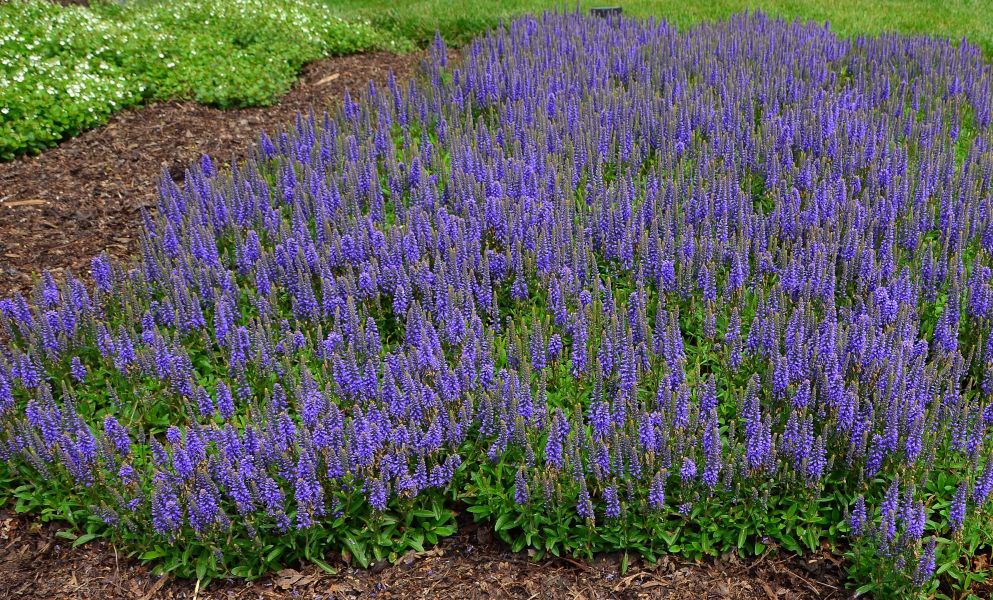 Veronica Blue Sprite