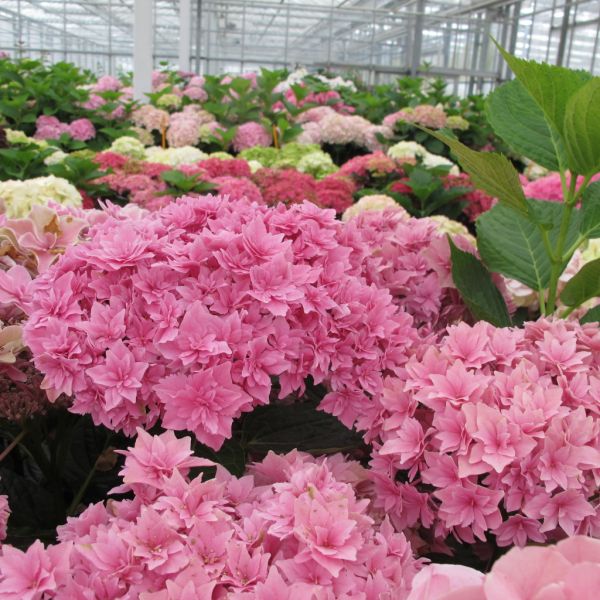 Hydrangea macrophylla Starfield™