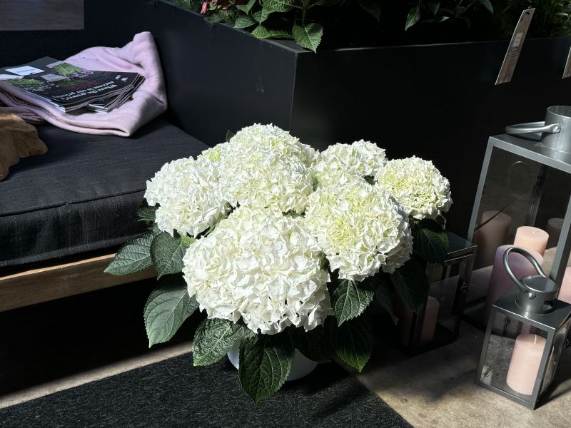 Hydrangea macrophylla Bride™