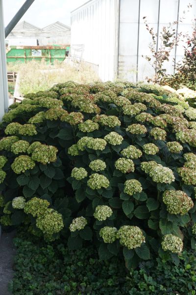 Hydrangea macrophylla Green Cloud™
