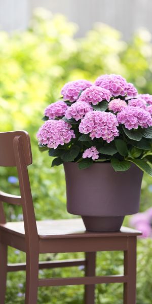 Magical® Hydrangea