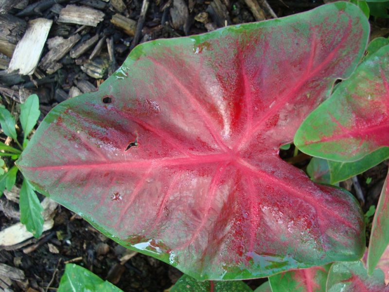 Caladium Painted Frog™ Red-Bellied Tree Frog
