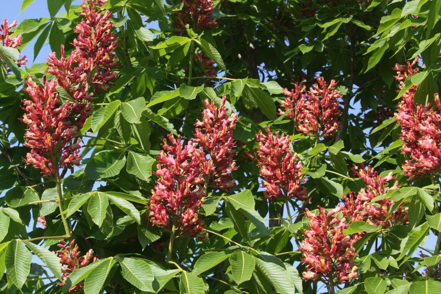 Aesculus Mystic Ruby™