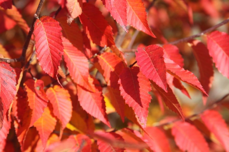 Carpinus caroliniana Fire Belle™