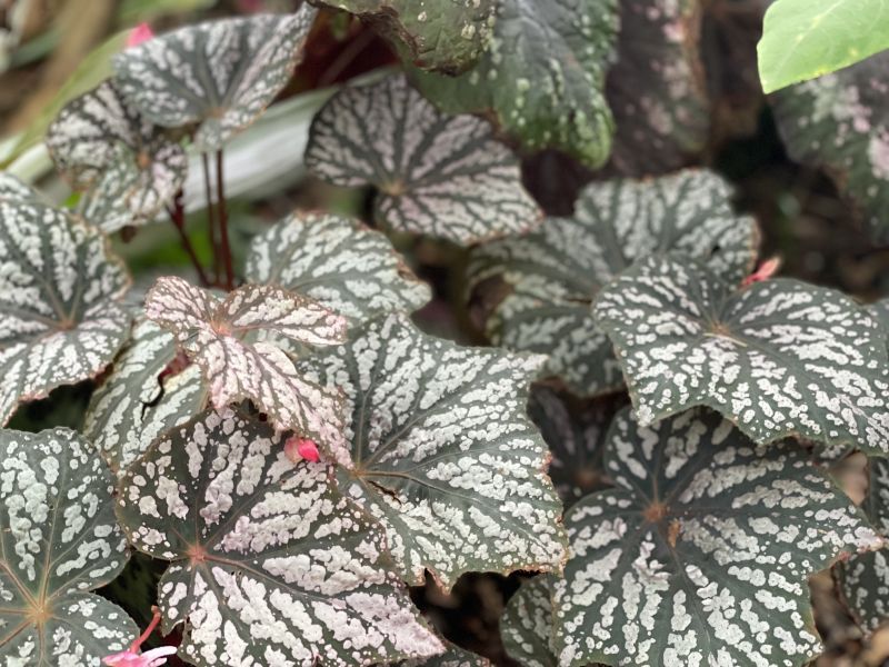 Begonia Lunar Lights™ Little Moon