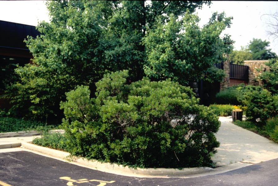 Myrica Silver Sprite™