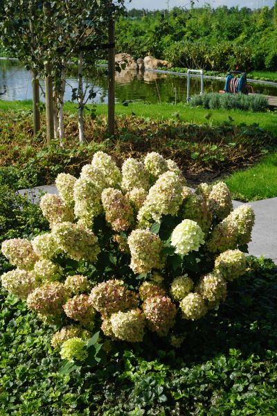 Hydrangea paniculata Magical® Candle
