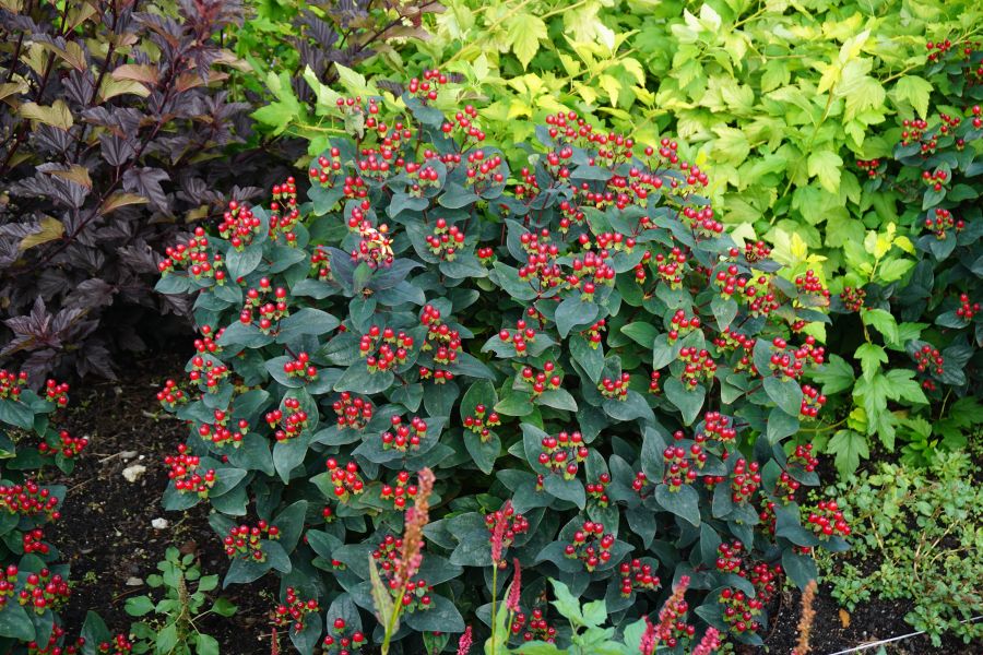 Hypericum inodorum Magical® Midnight Glow