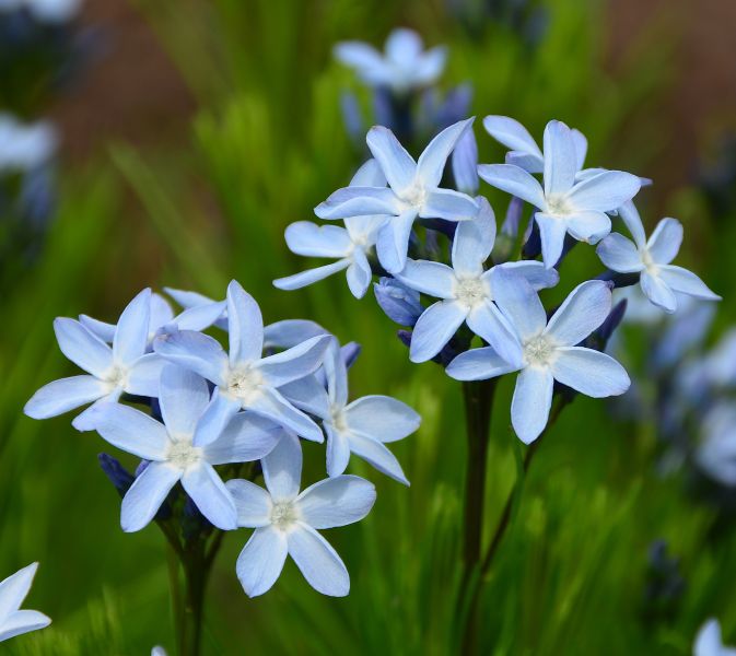 Amsonia Verdant Venture