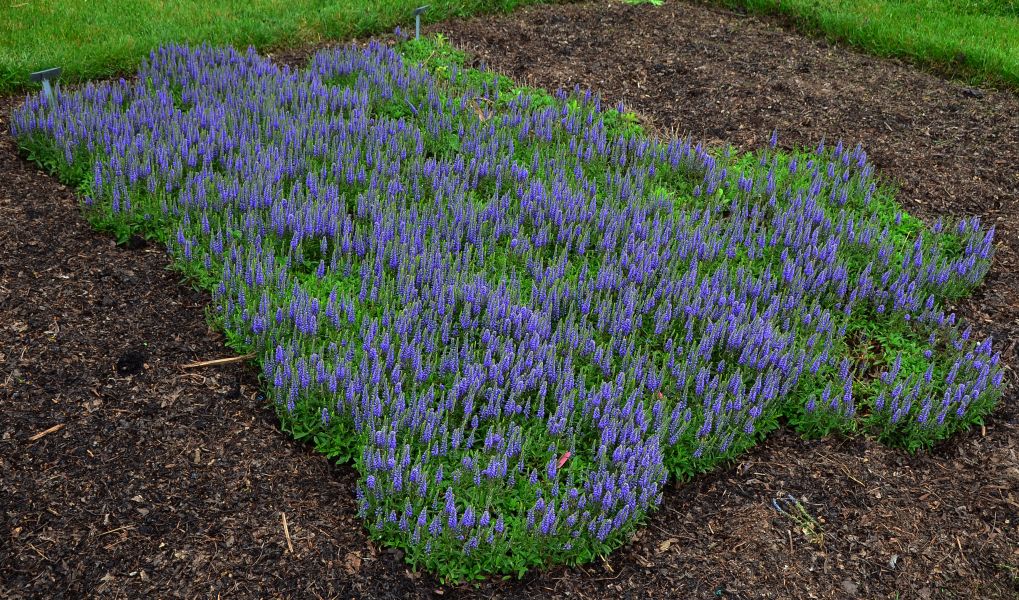 Veronica Blue Sprite