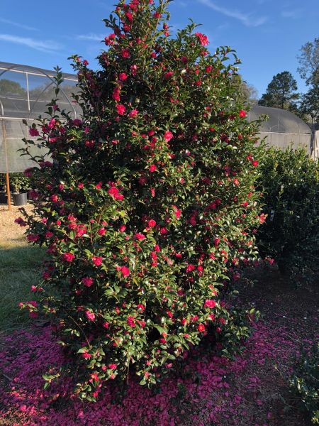 Camellia sasanqua October Magic® Rose