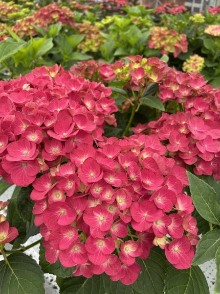Hydrangea macrophylla Moulin Rouge™