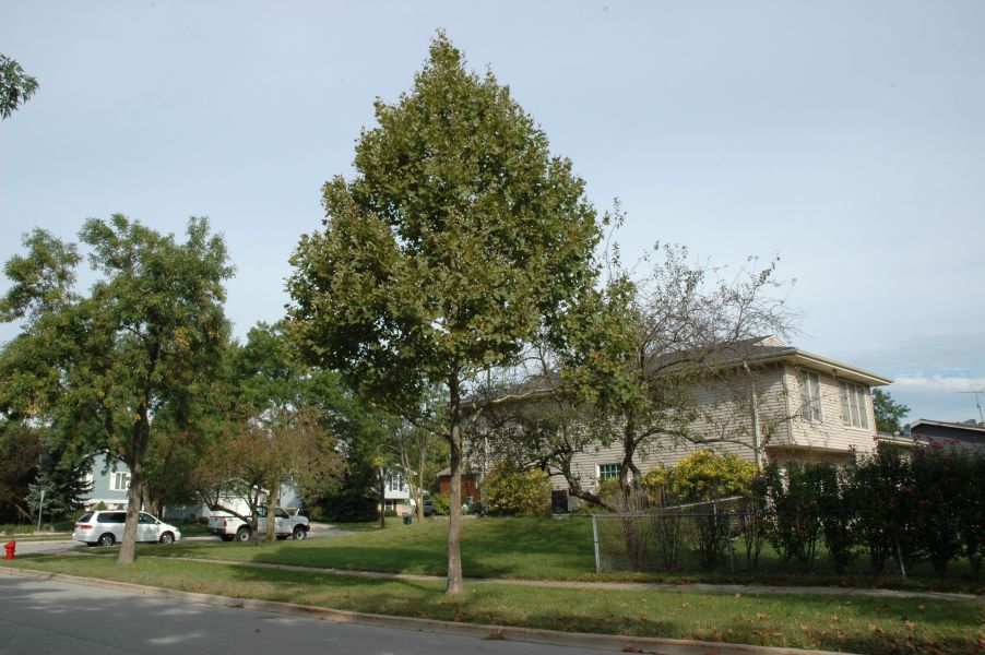 Platanus Exclamation!®