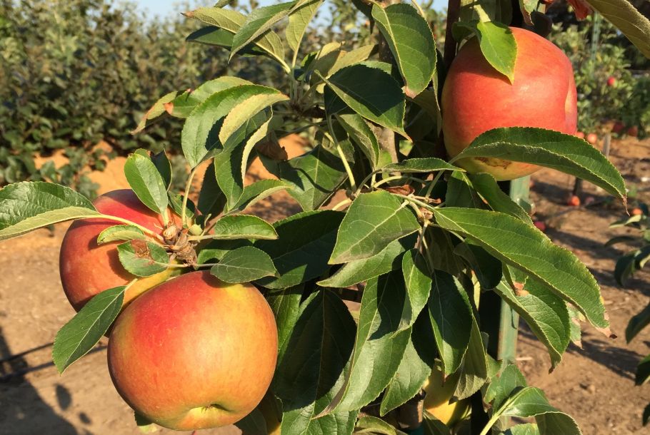 Malus Fruit Snacks® Blushing Delight™