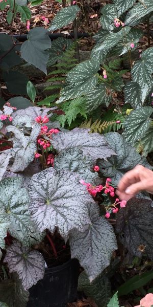 Begonia