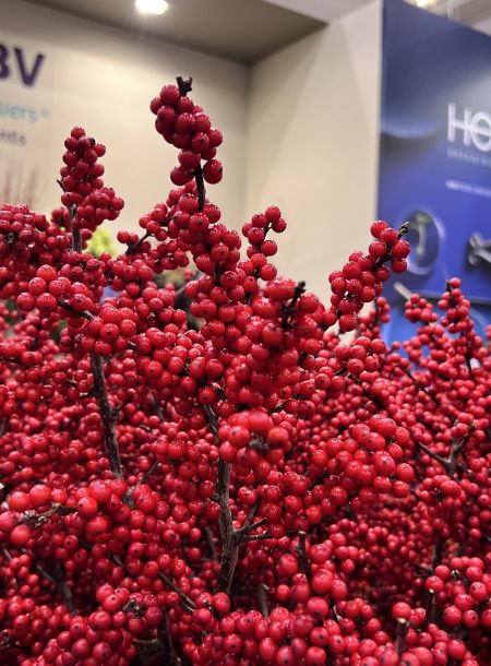 Ilex verticillata Magical® Amaranth