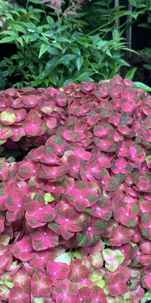 Magical® Hydrangea