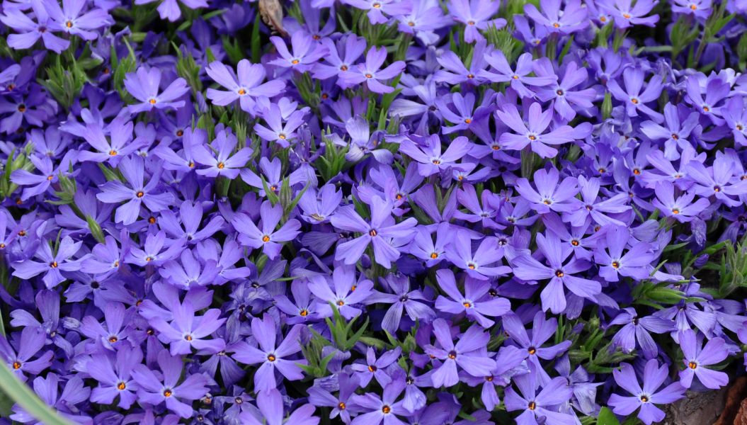 Phlox Violet Pinwheels