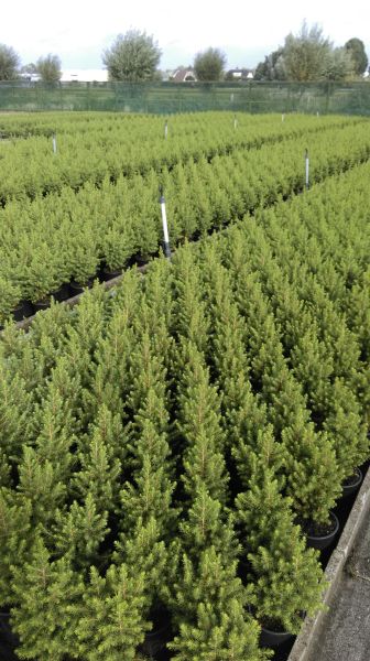Picea Spruce It Up™