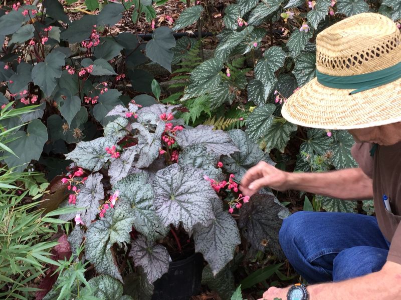 Begonia Lunar Lights™ Neon Moon