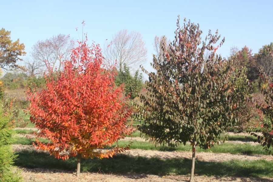 Carpinus caroliniana Fire Belle™